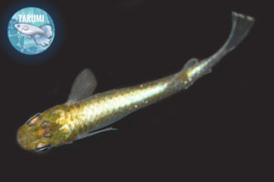 メダカ紹介 – Japan Medaka Universe