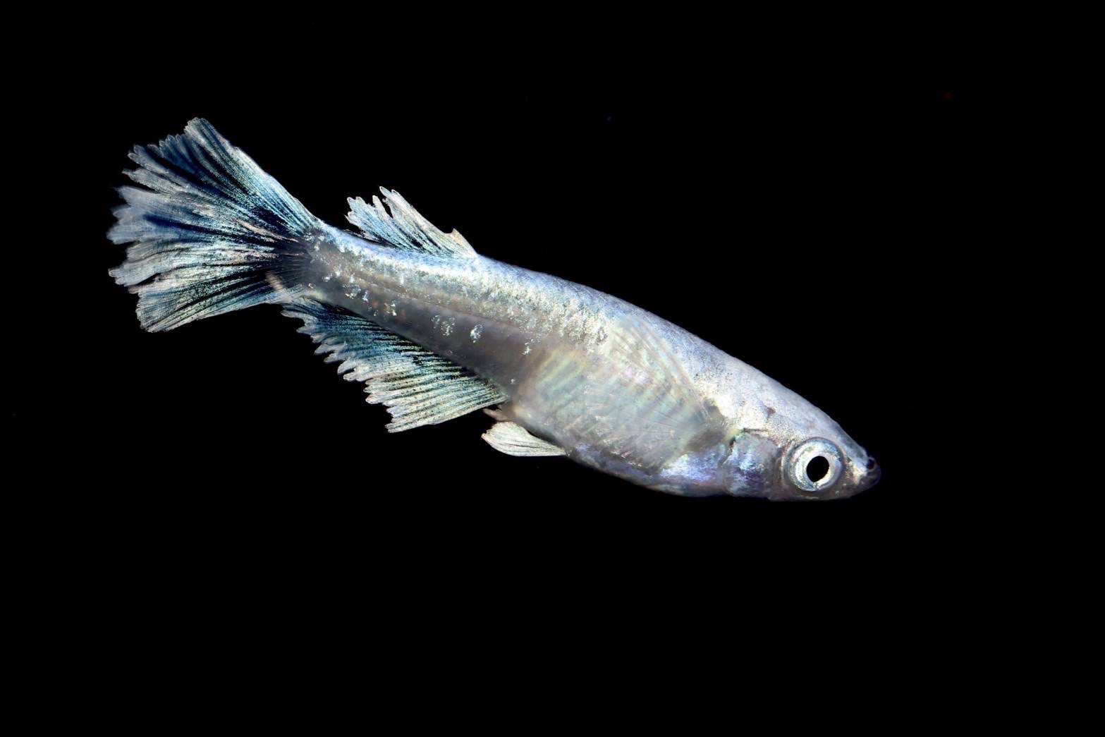 ヒレめだか – Japan Medaka Universe